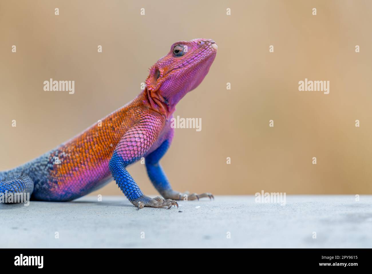 lizard basking in the sun in serengeti national park Stock Photo - Alamy