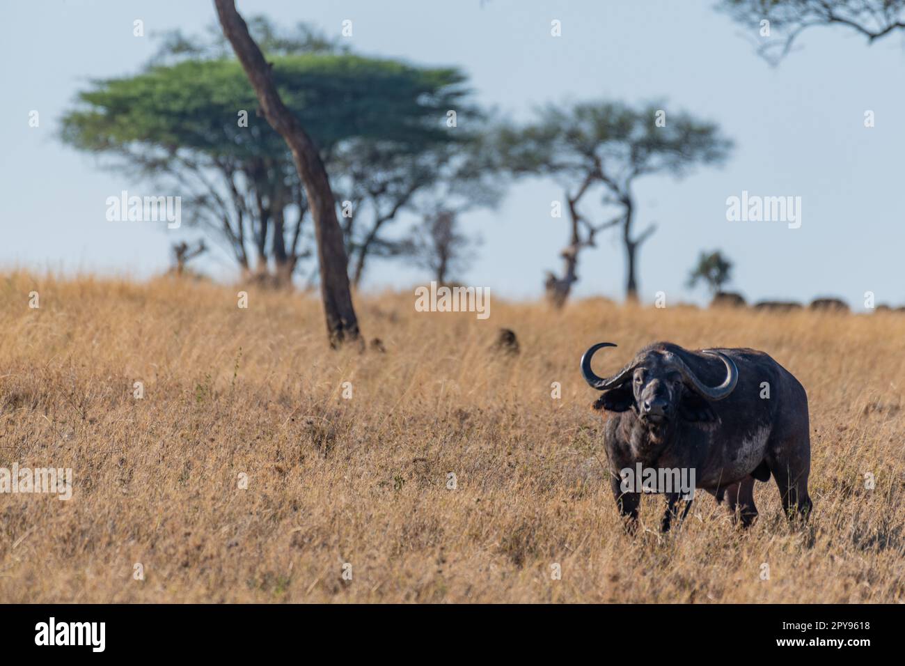 Buffalo in open grass hi-res stock photography and images - Alamy