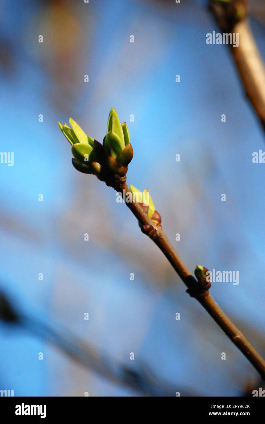 First sprout hi-res stock photography and images - Alamy