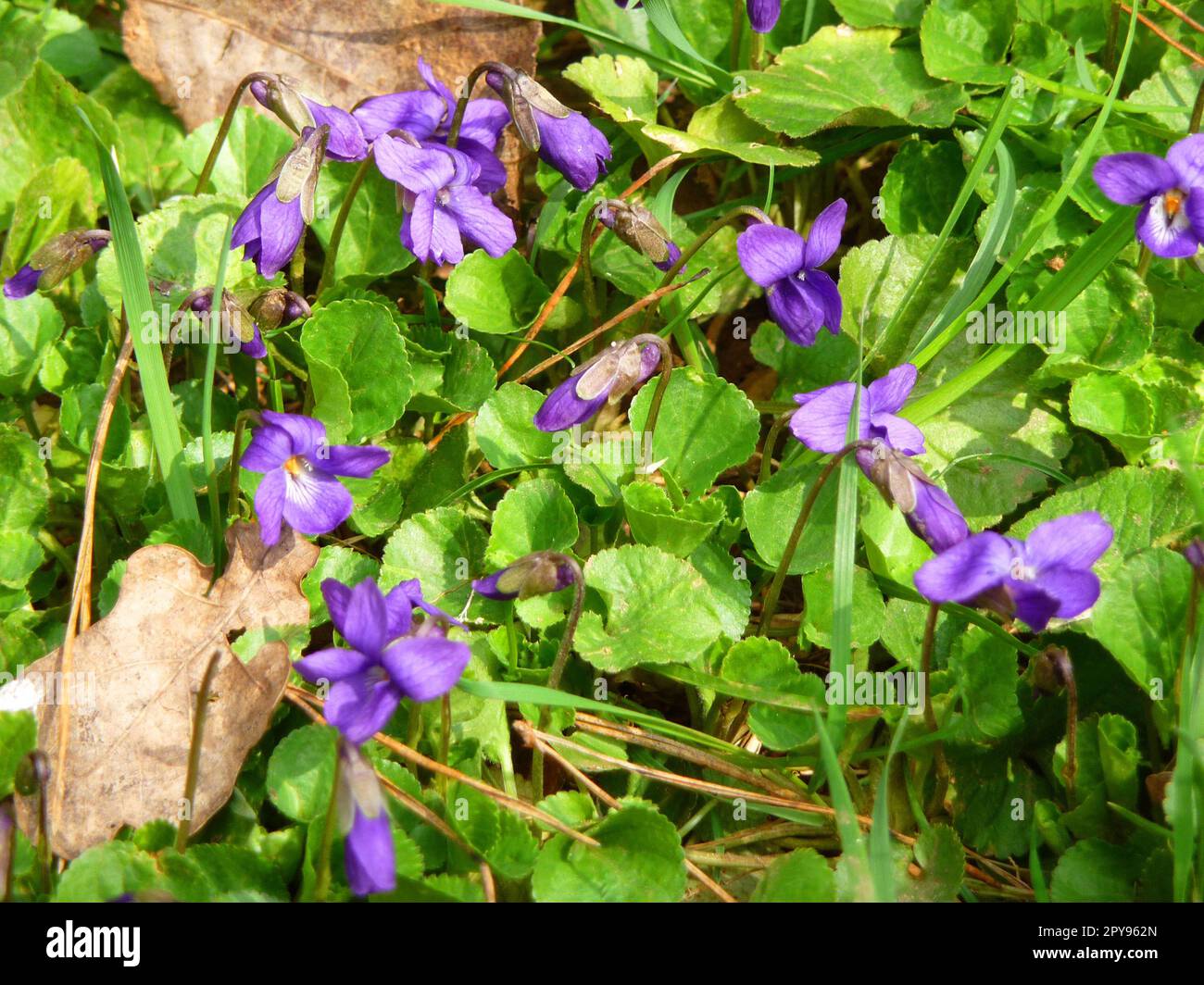Violets leaves hi-res stock photography and images - Alamy