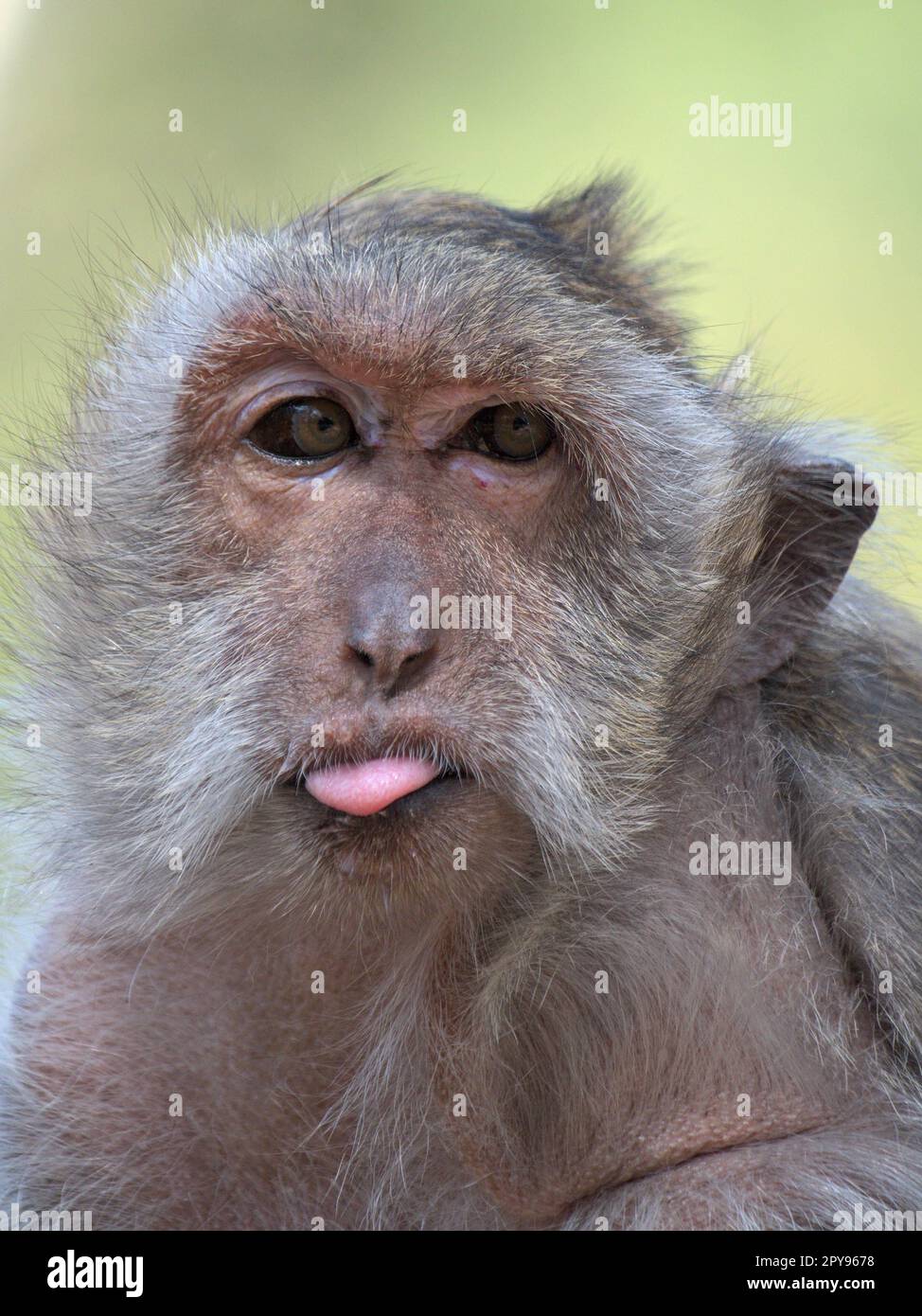 Macaque monkey at Bayon Temple in Siem Reap, Cambodia Stock Photo - Alamy