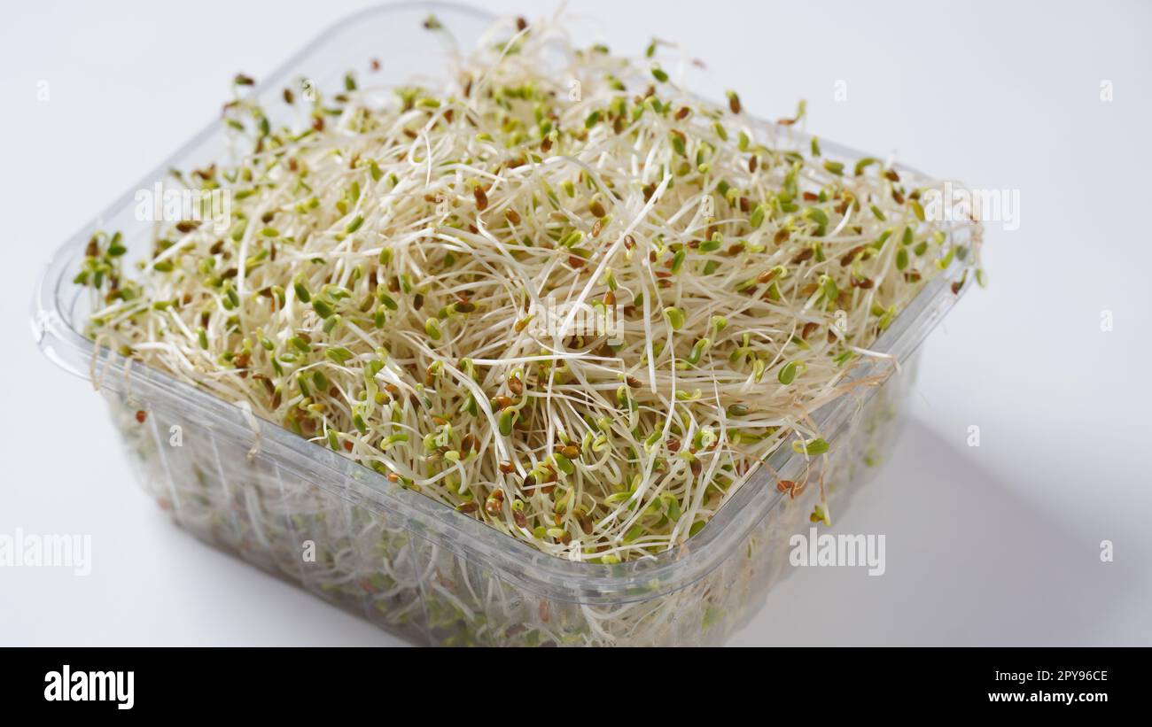 Organic alfalfa sprouts plant healthy food in plastic container Stock ...