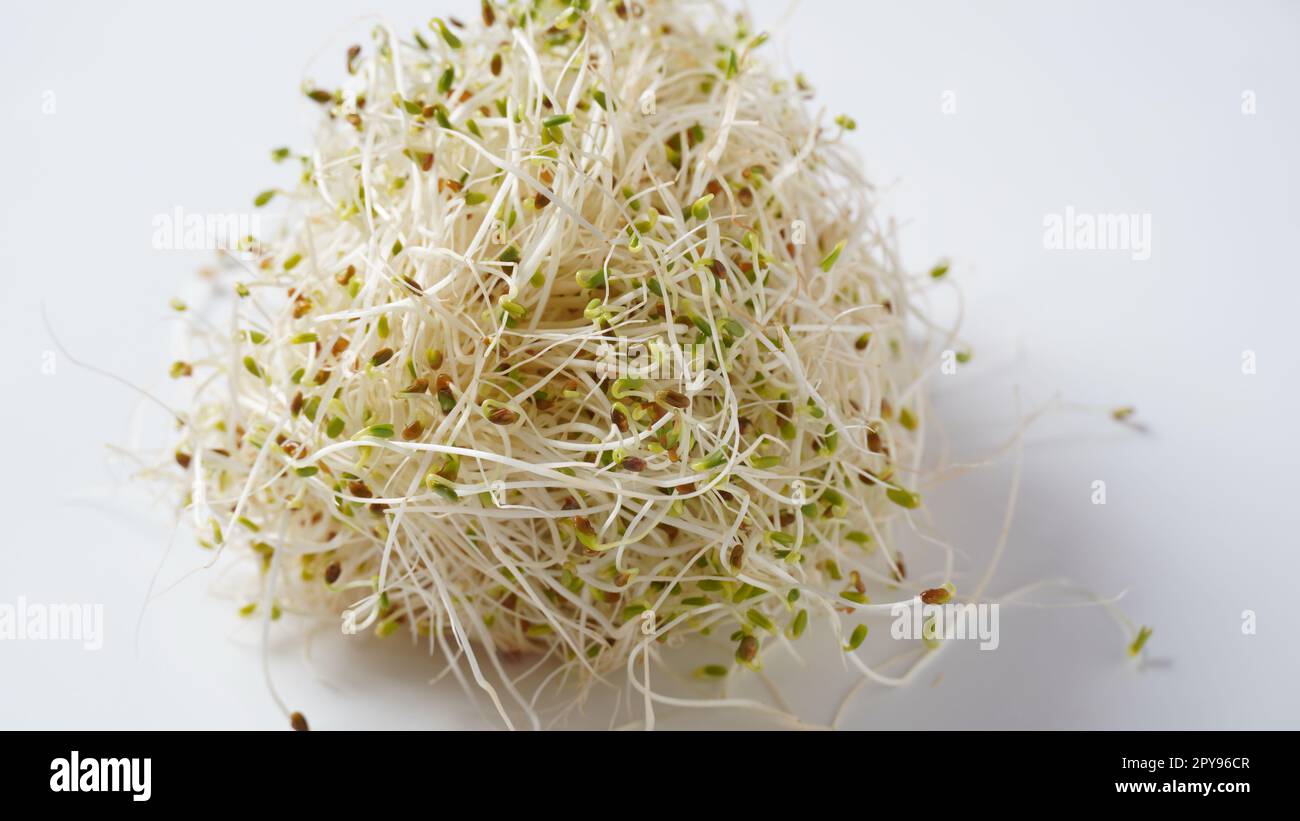 Organic alfalfa sprouts plant healthy food in wooden bowl Stock Photo ...