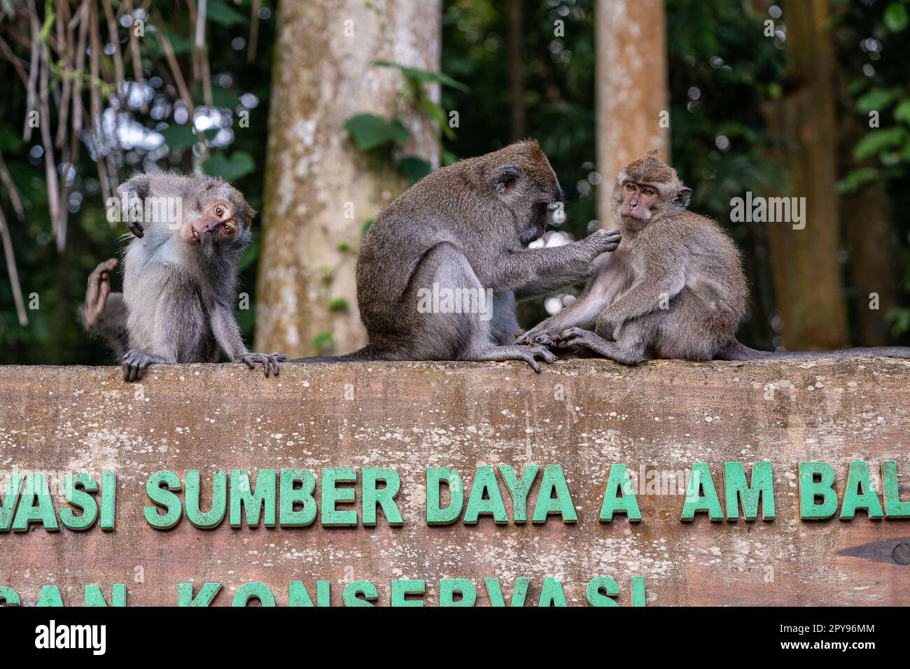 Monkeys lice hi-res stock photography and images - Alamy