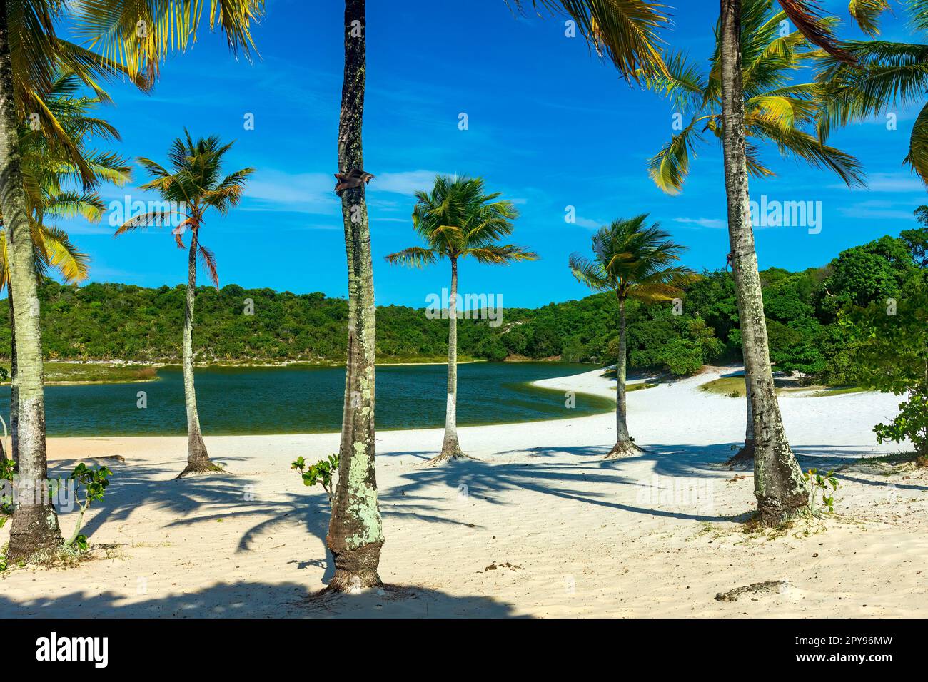 Famous Abaete lagoon in Salvador in Bahia with its coconut trees, white ...