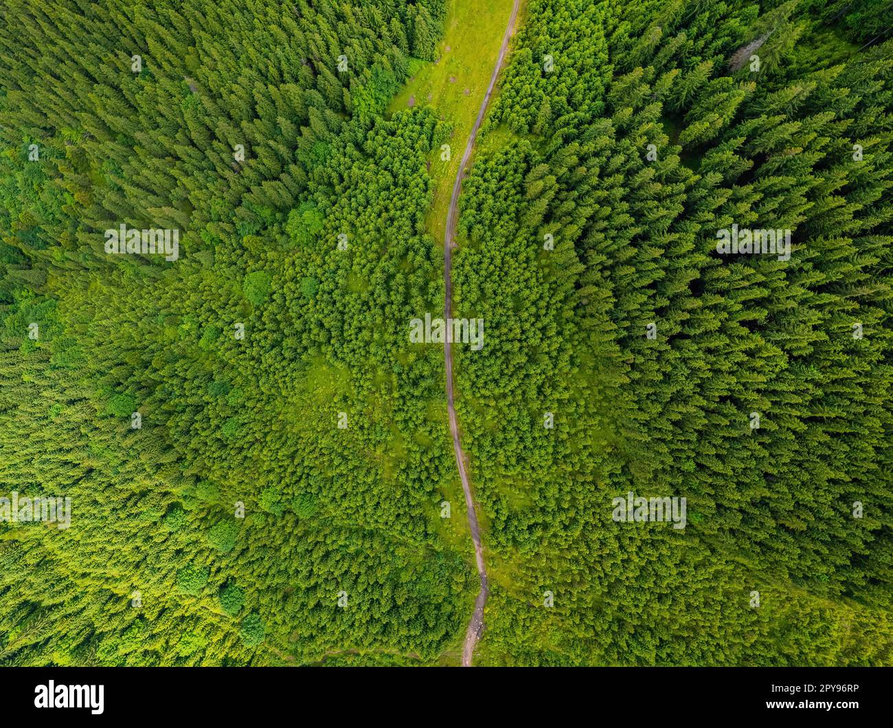 Pine tree tops seen from a drone. Background forest view from above ...