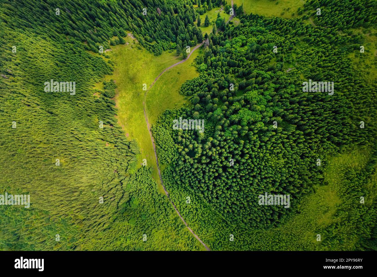 Pine tree tops seen from a drone. Background forest view from above ...