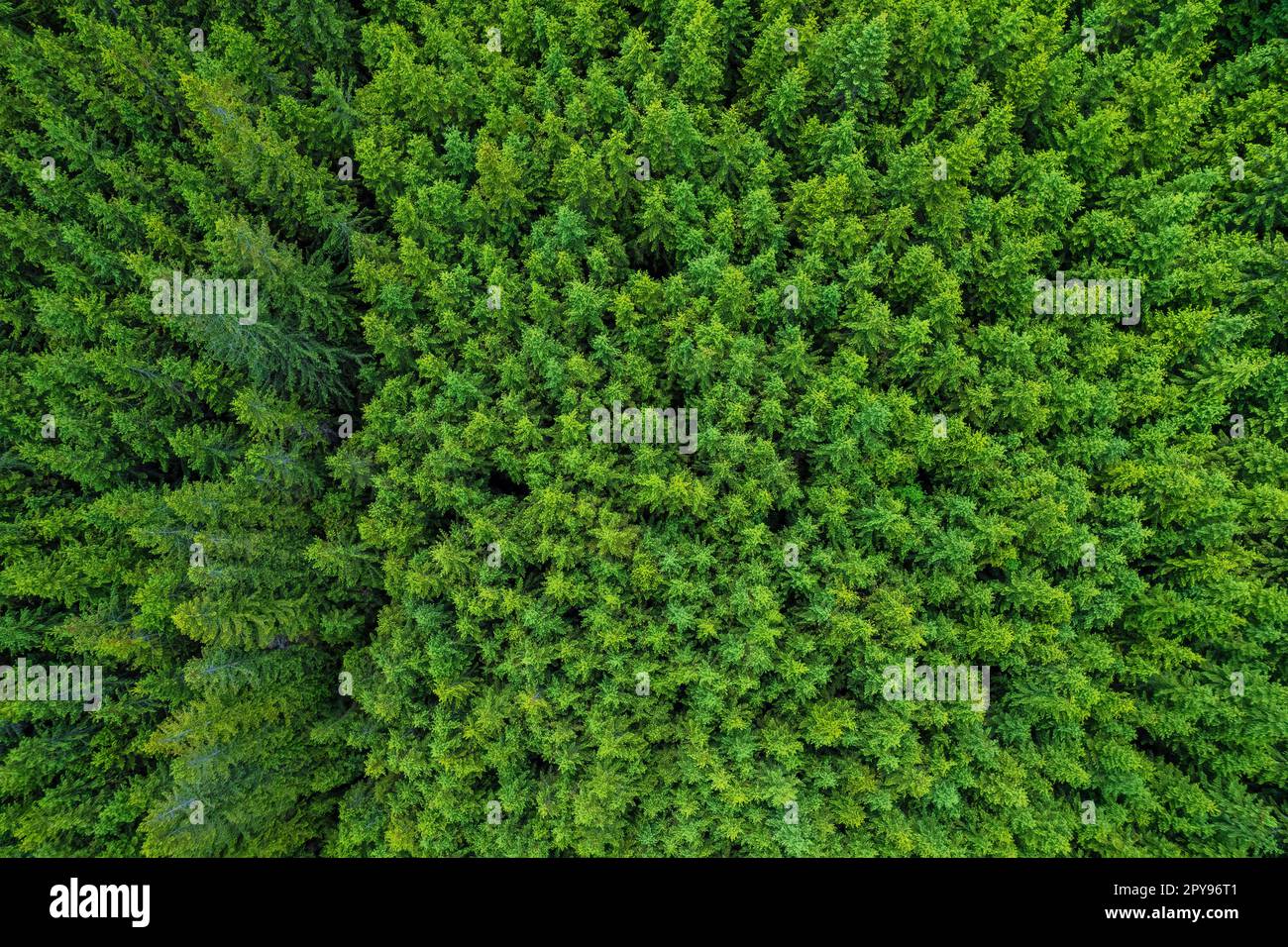 Conifer forest from above. Plantation of spruce trees. Top down aerial ...