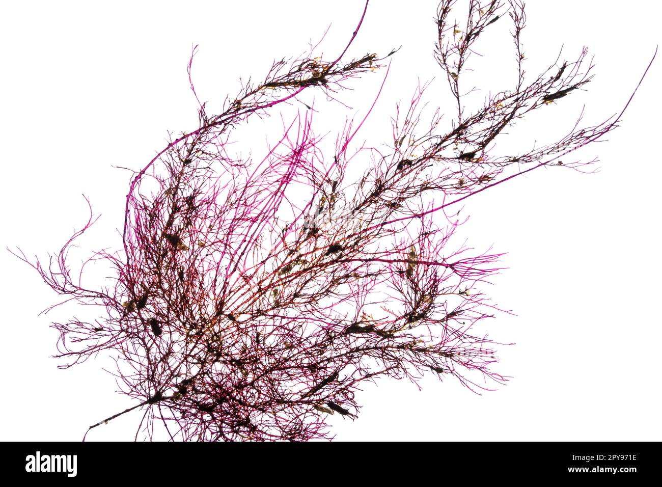Algae isolated on white. macro view Stock Photo - Alamy