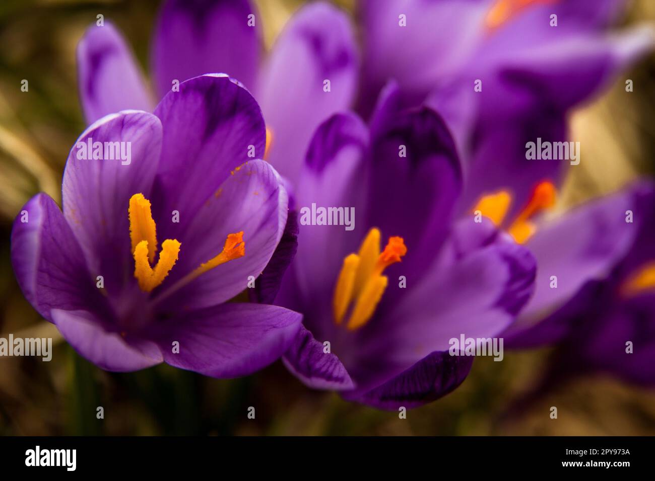 Close up purple crocus flowers in full bloom concept photo Stock Photo ...