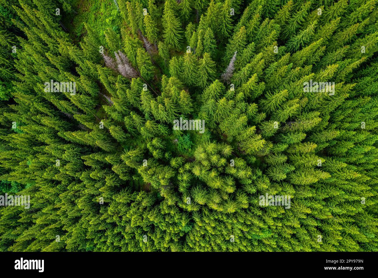 Conifer forest from above. Plantation of spruce trees. Top down aerial ...