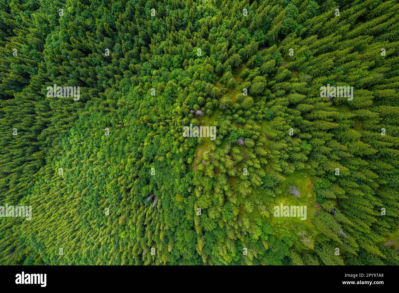 Pine tree tops seen from a drone. Background forest view from above ...