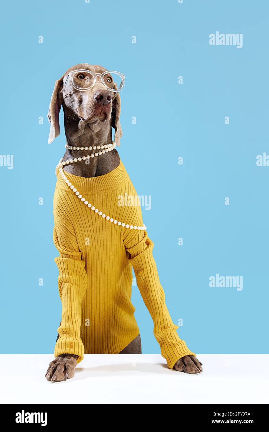 Funny pet, Weimaraner with brown shine fur wearing eyeglasses and ...