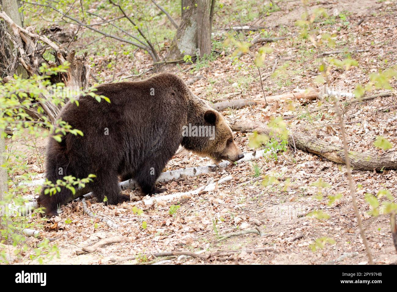 Bear in the forest hi-res stock photography and images - Alamy
