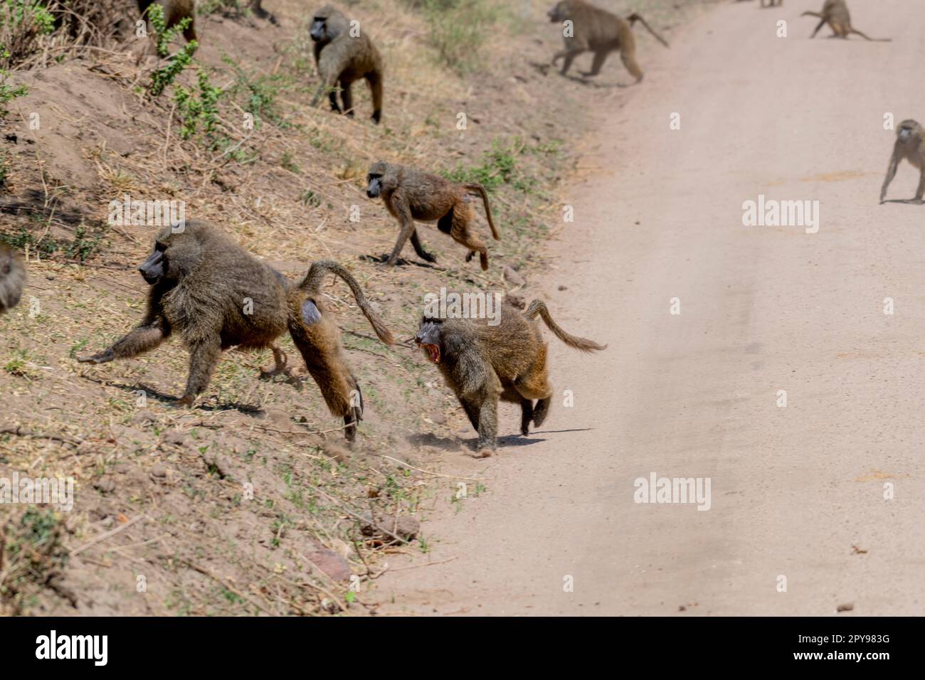 Wild monkeys in the African savannah Stock Photo - Alamy