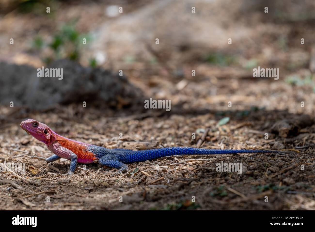 lizard basking in the sun in serengeti national park Stock Photo - Alamy