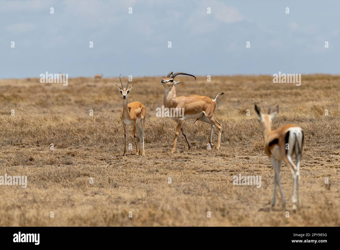 Wild Thomson's gazelles in the African savannah Stock Photo - Alamy