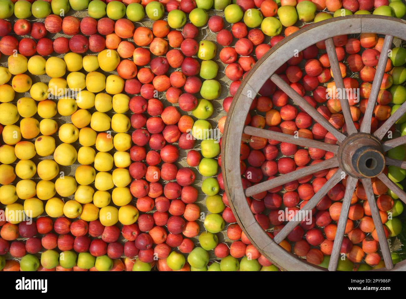 Apple harvest with different varieties on the wagon wheel Stock Photo ...