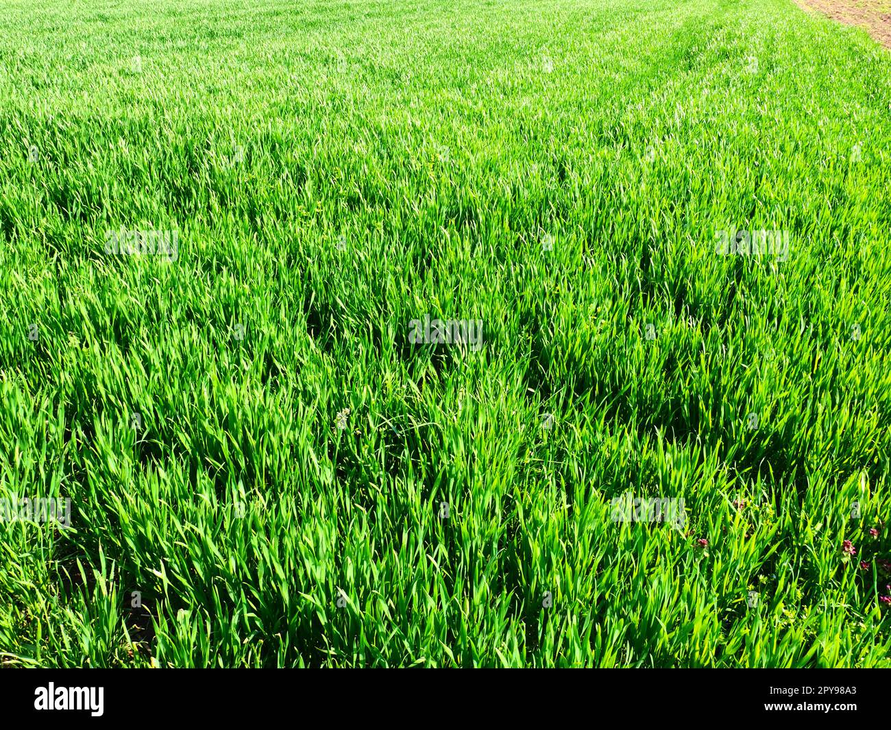 Beautiful green wheat field in countryside. Green wheat field. Green ...