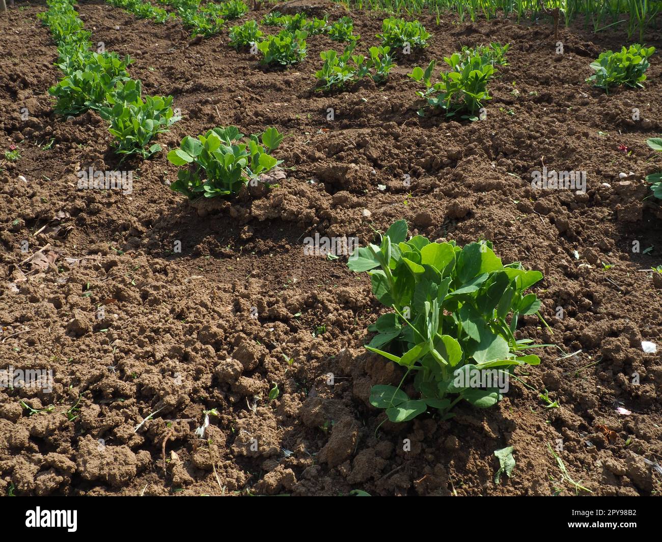 Green spring seedlings in hi-res stock photography and images - Alamy