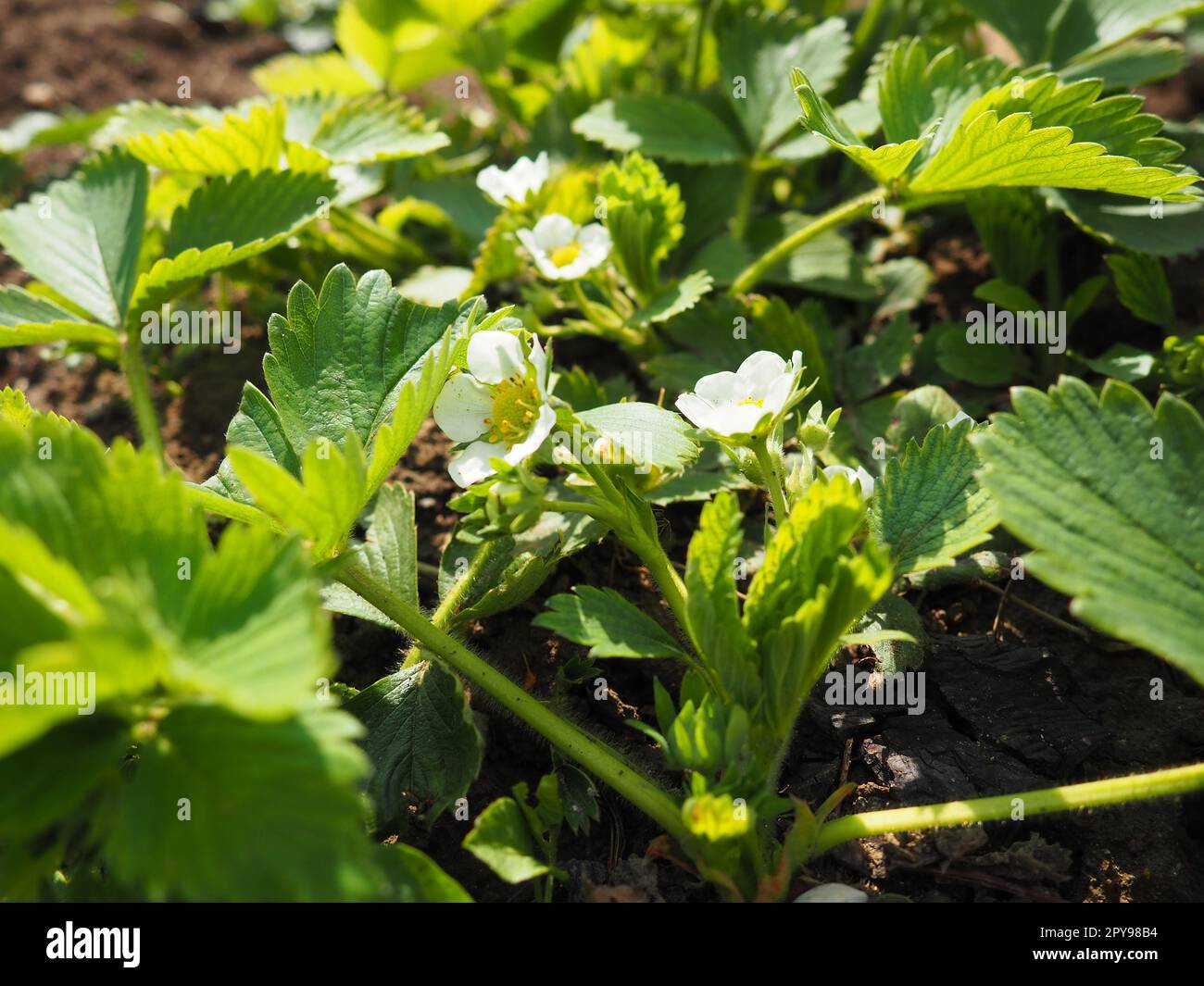 Blooming strawberry garden. Blooming strawberry plant. White flowers ...