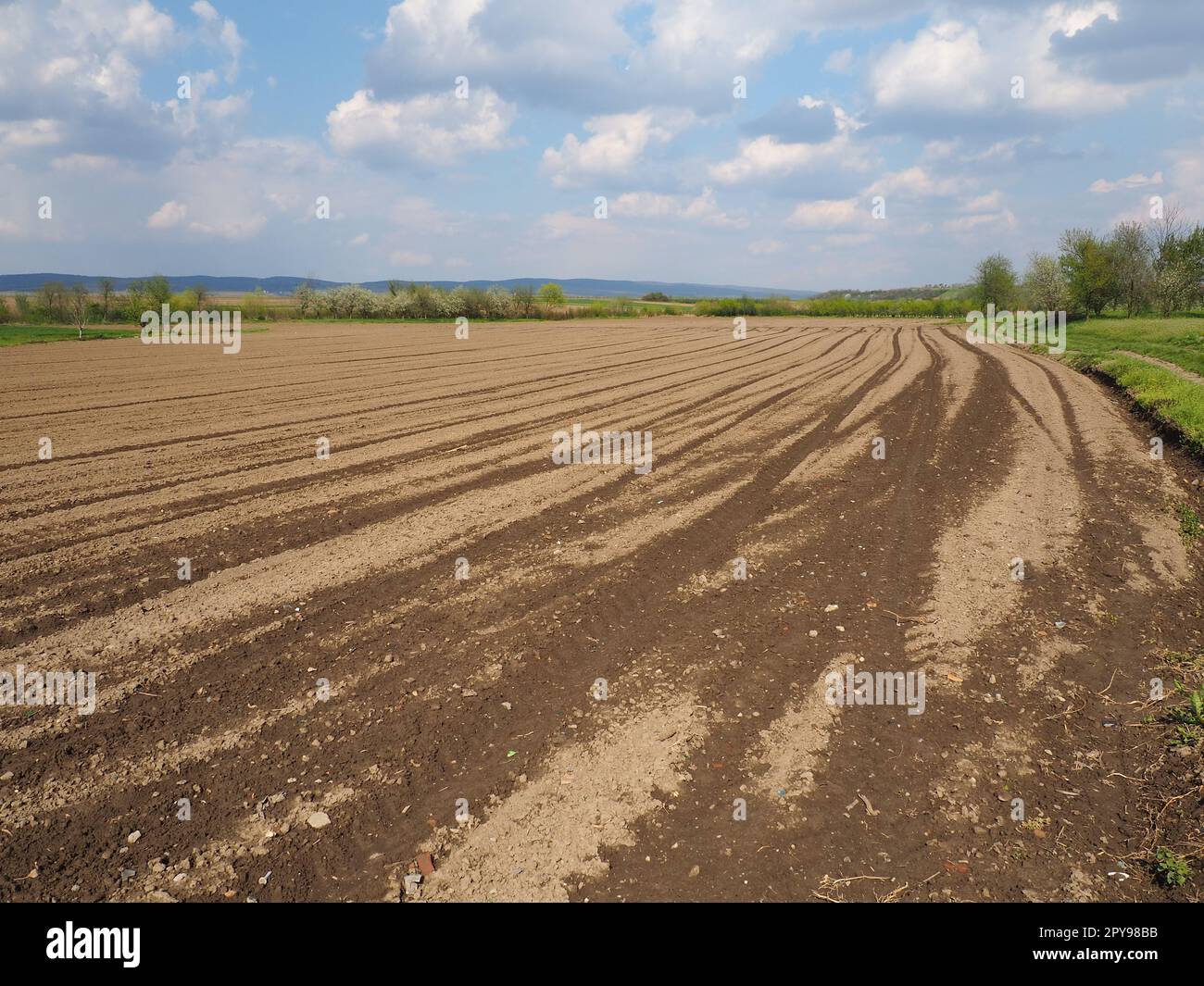 Landscape with agricultural land plowed, prepared for harvest ...