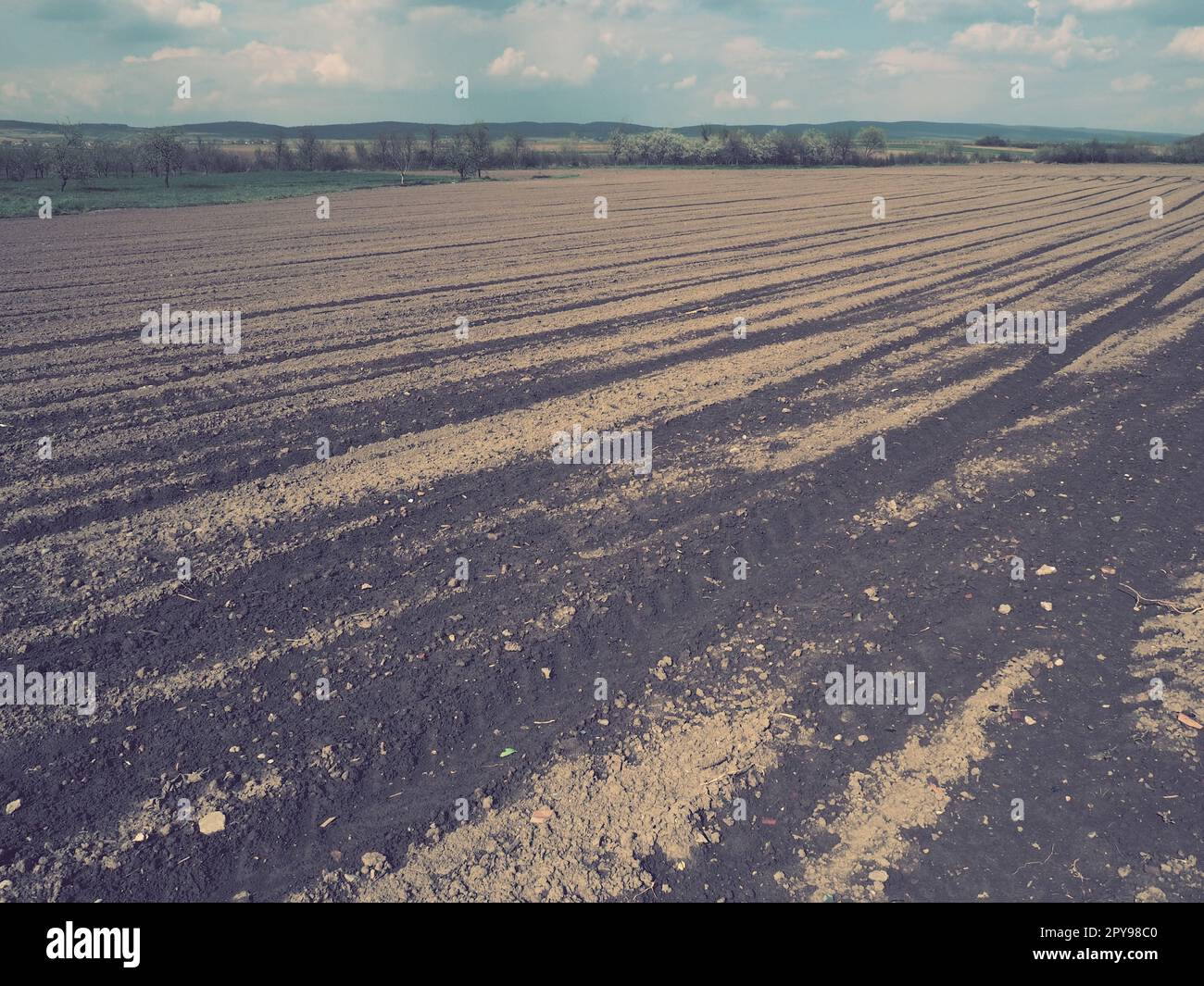 Landscape with agricultural land plowed, prepared for harvest ...