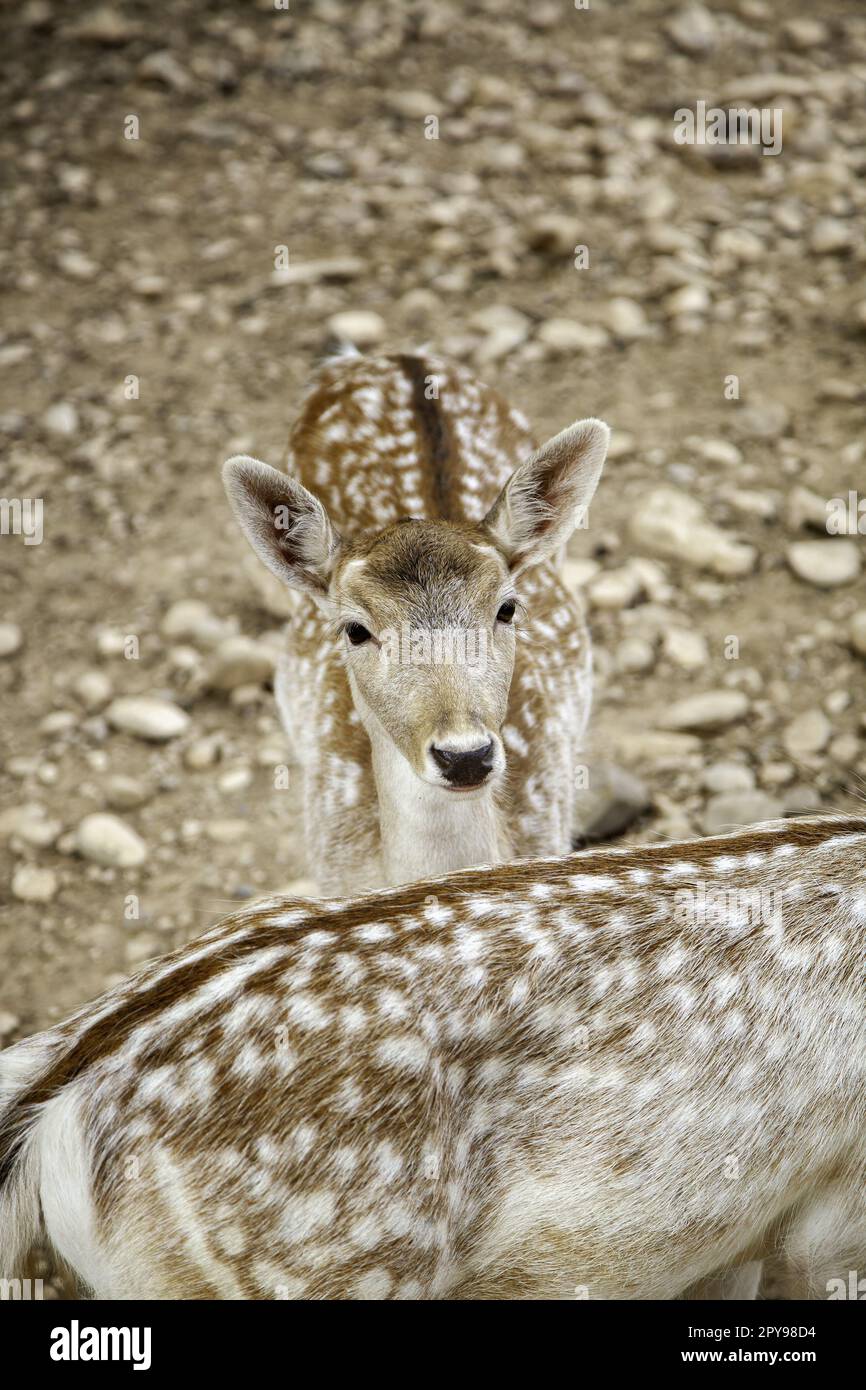 Colorful deer animal hi-res stock photography and images - Alamy