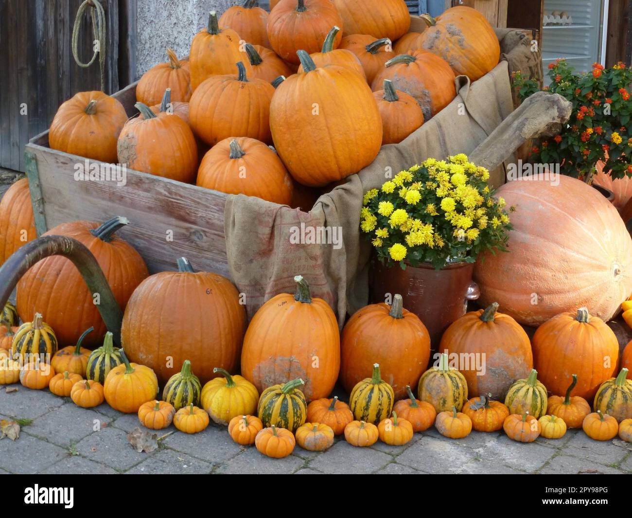Pumpkin exhibition, farm pumpkin collection, various pumpkins, autumn ...