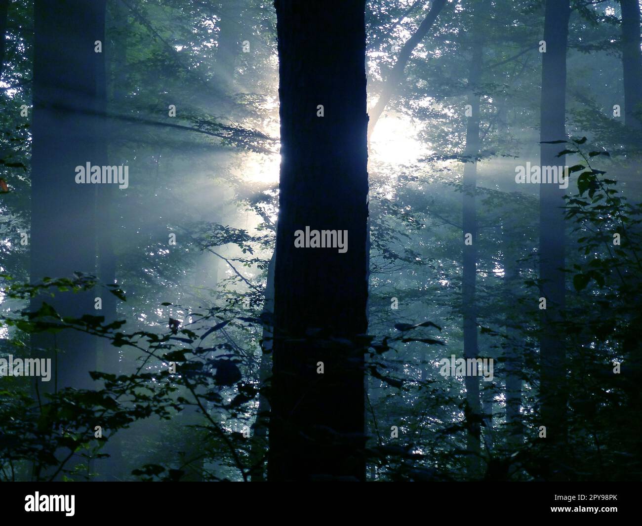 Maulbronn, fog in the forest with backlit rays of sunlight Stock Photo ...