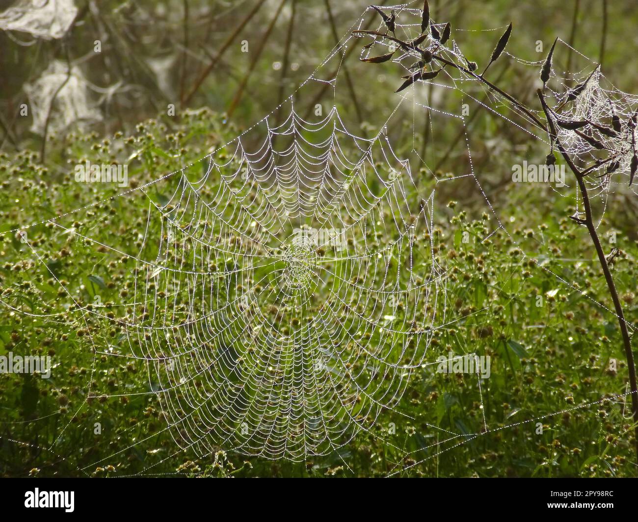 Rain spiders hi-res stock photography and images - Alamy
