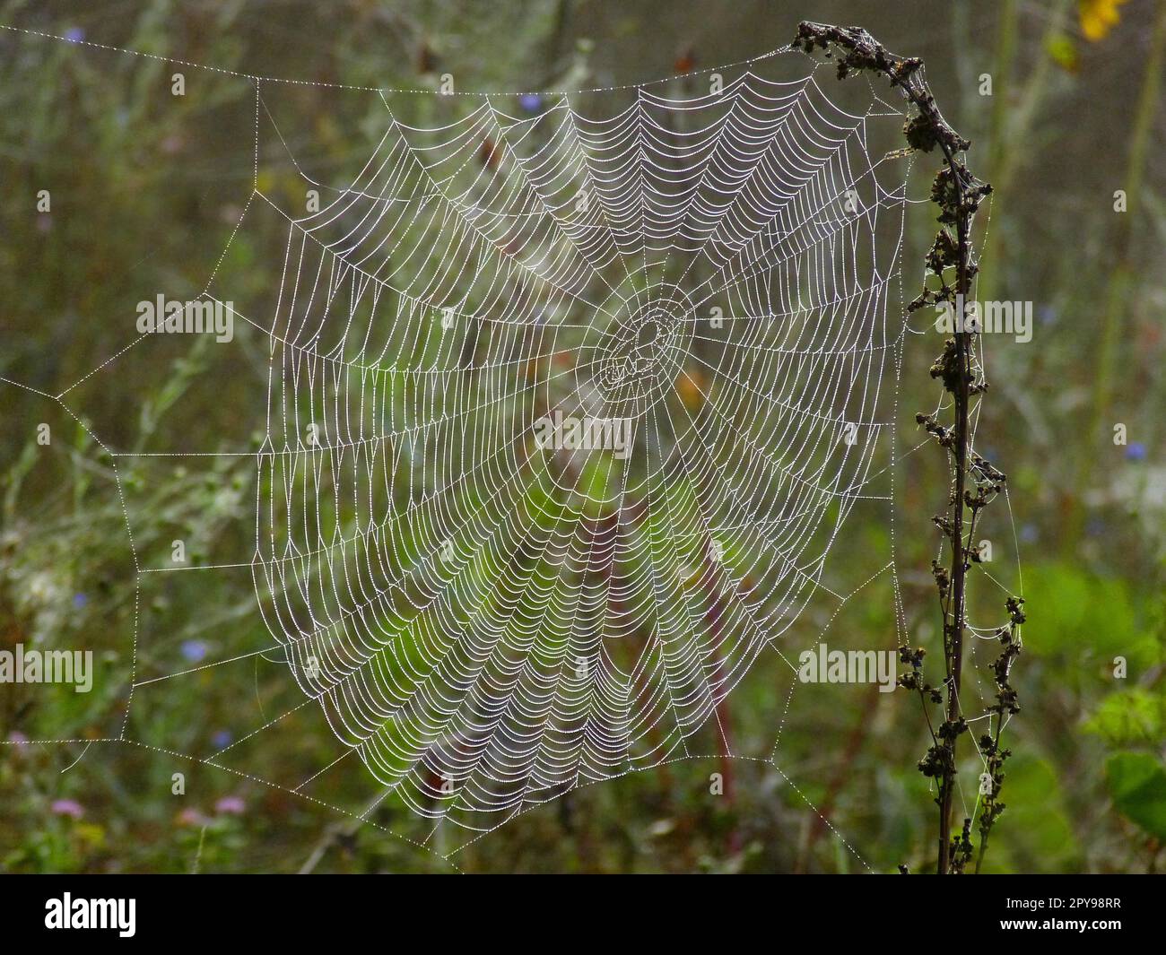 Spider web after rain Stock Photo - Alamy
