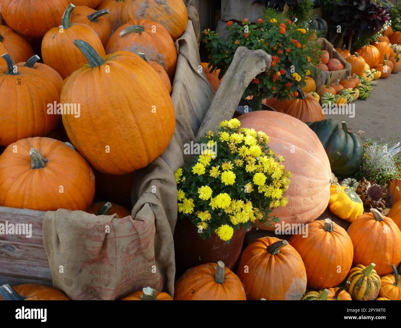 Pumpkin exhibition, farm pumpkin collection, various pumpkins, autumn ...