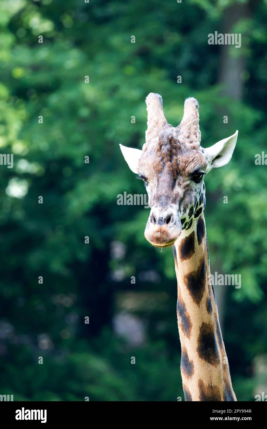 Giraffe in the wild - a portrait Stock Photo - Alamy