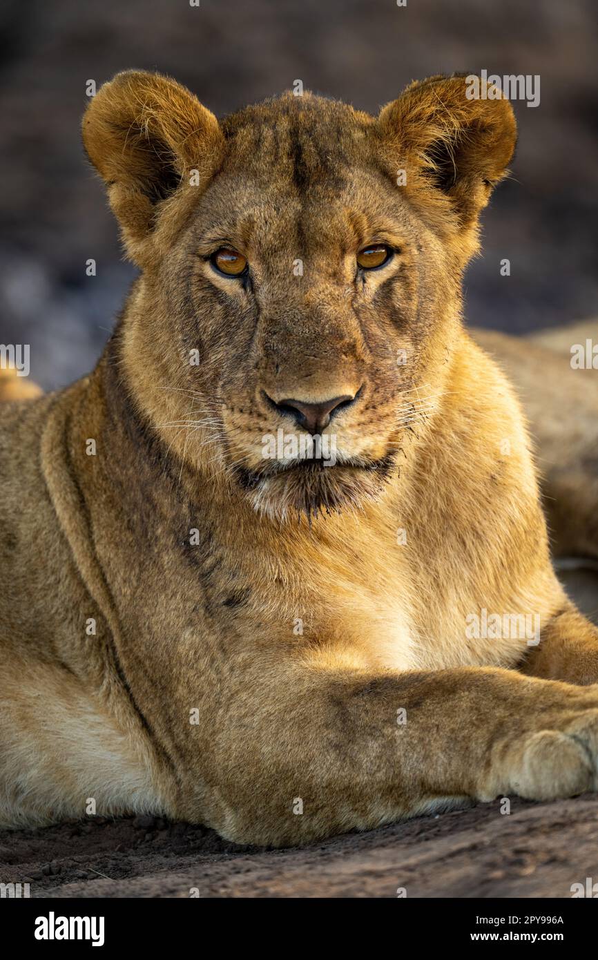 Close up young male lion hi-res stock photography and images - Alamy