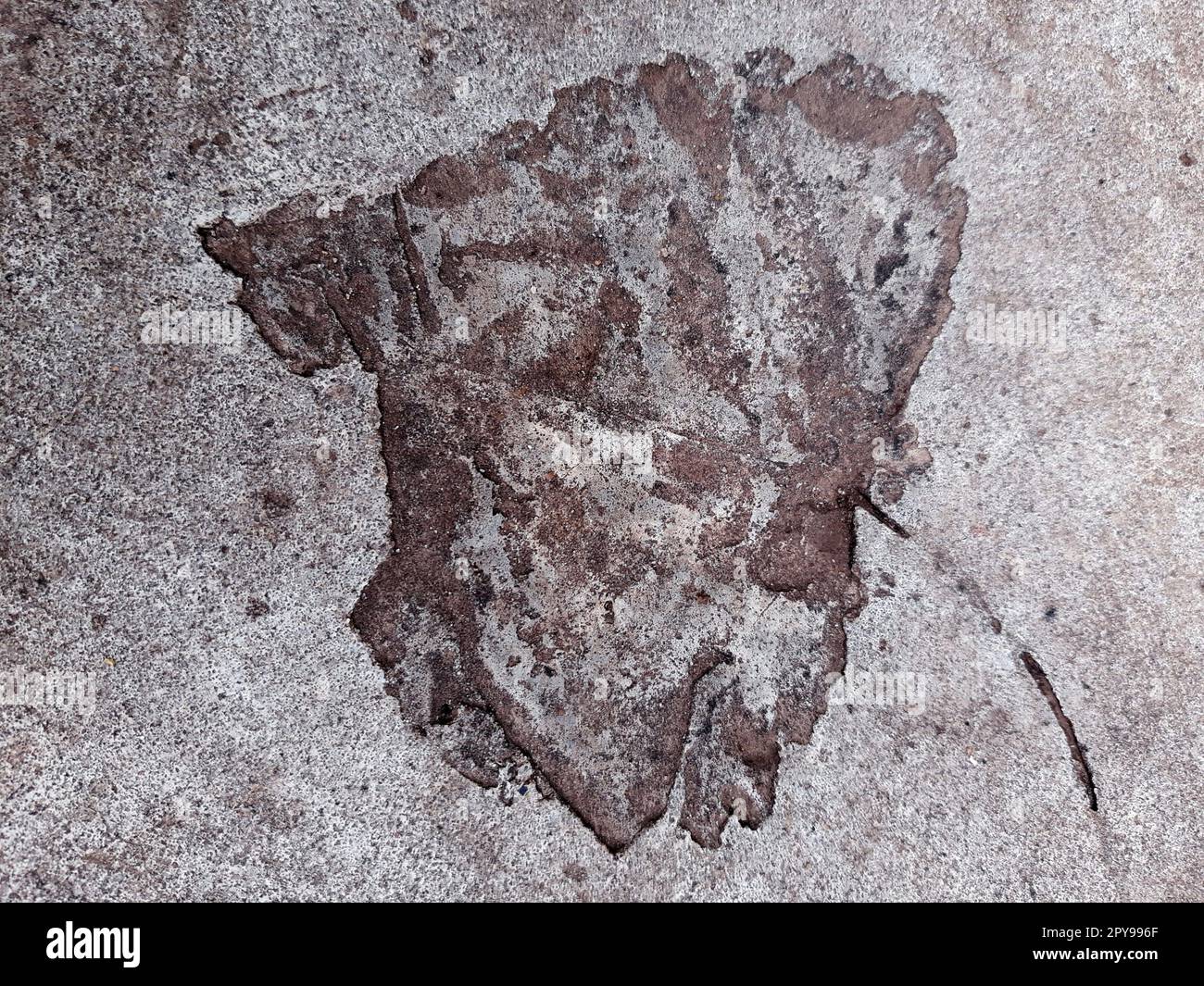 Fallen leaf print on concrete Stock Photo - Alamy