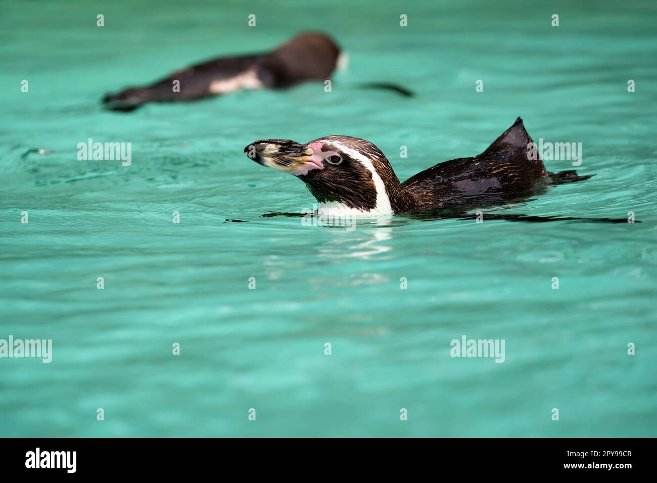 Penguins swimming in the water in the wild Stock Photo - Alamy