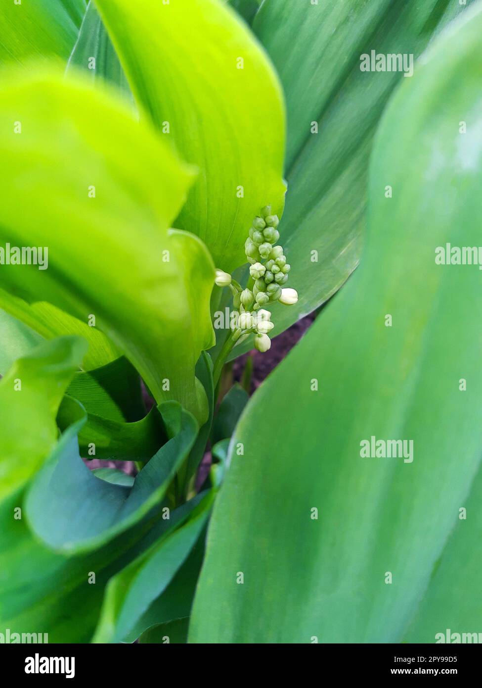 Lily of the valley flower on a background of leaves close-up Stock ...