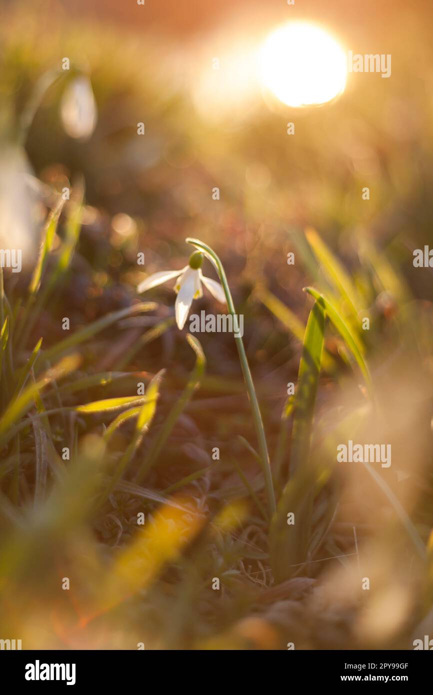 White snowdrop in wildlife Stock Photo - Alamy