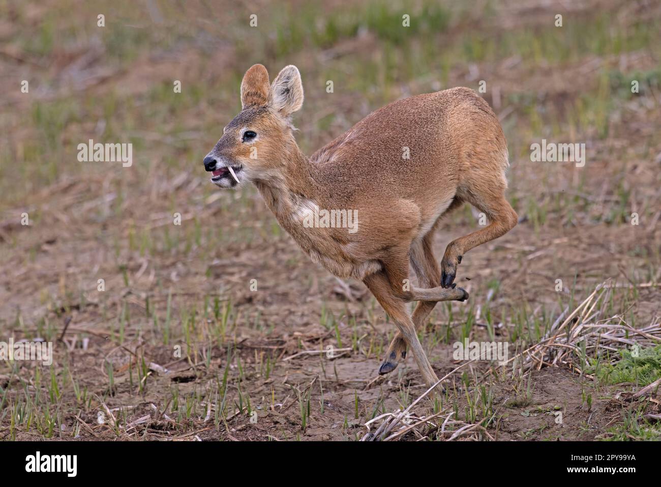 Chinese Water Deer (Hydropotes inermis) male running Cley Norfolk UK GB ...