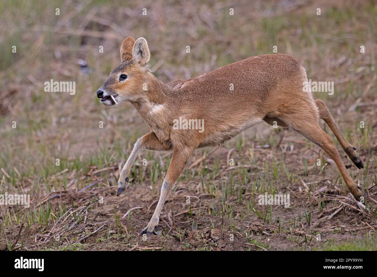 Male Chinese Water Deer