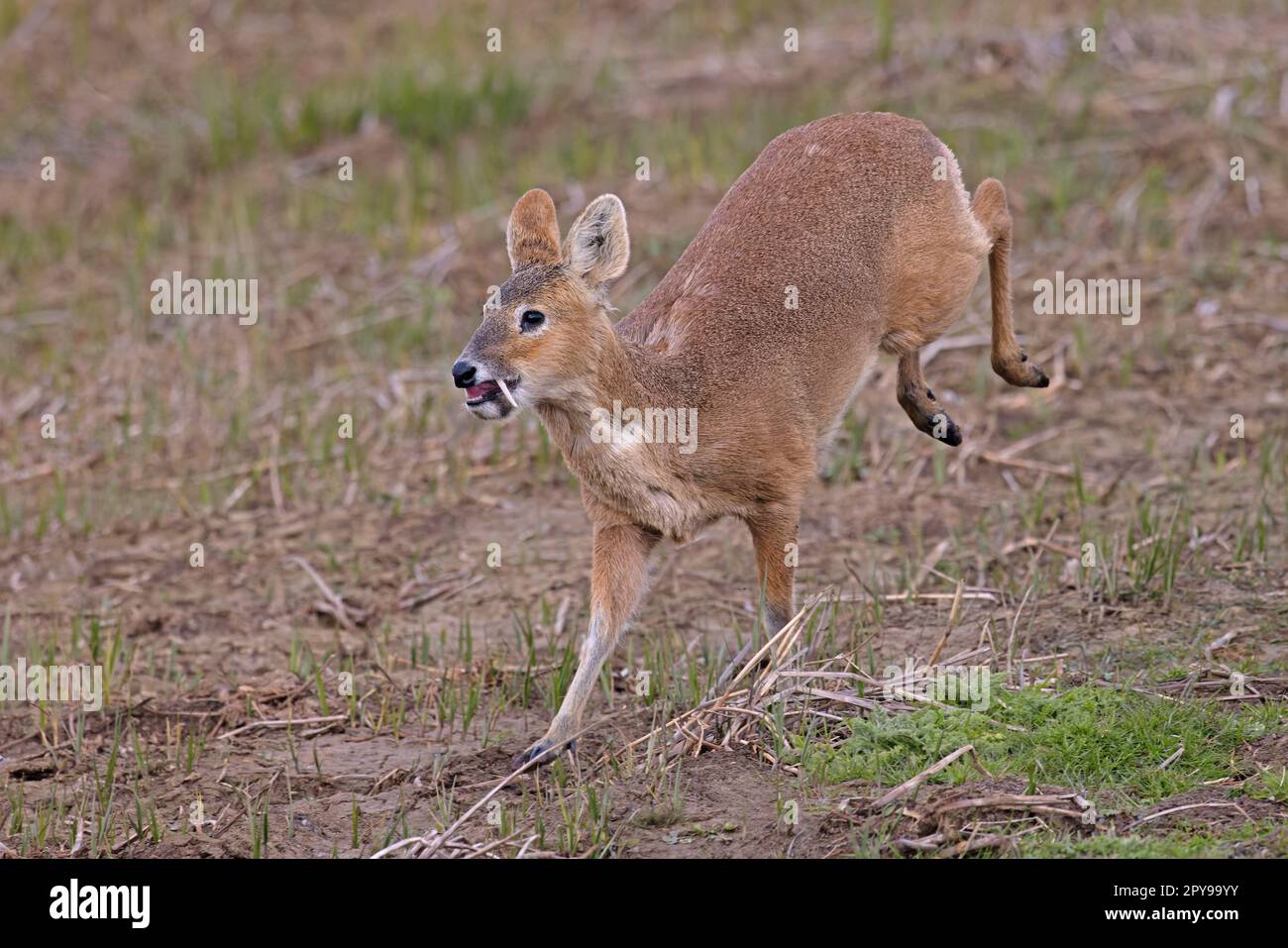 Chinese Water Deer (Hydropotes inermis) male running Cley Norfolk UK GB ...