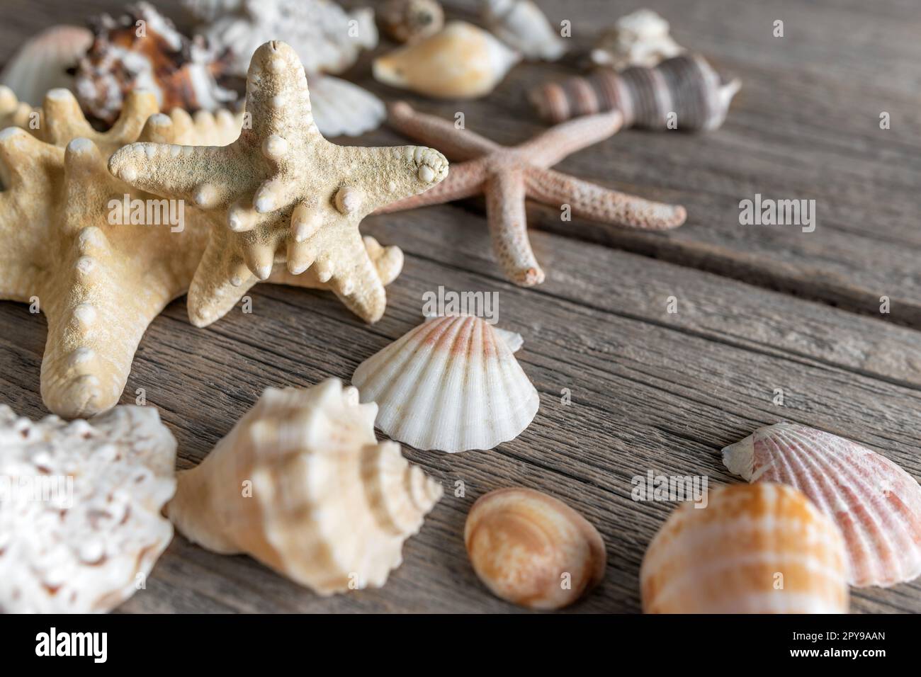 White shell stands hi-res stock photography and images - Alamy