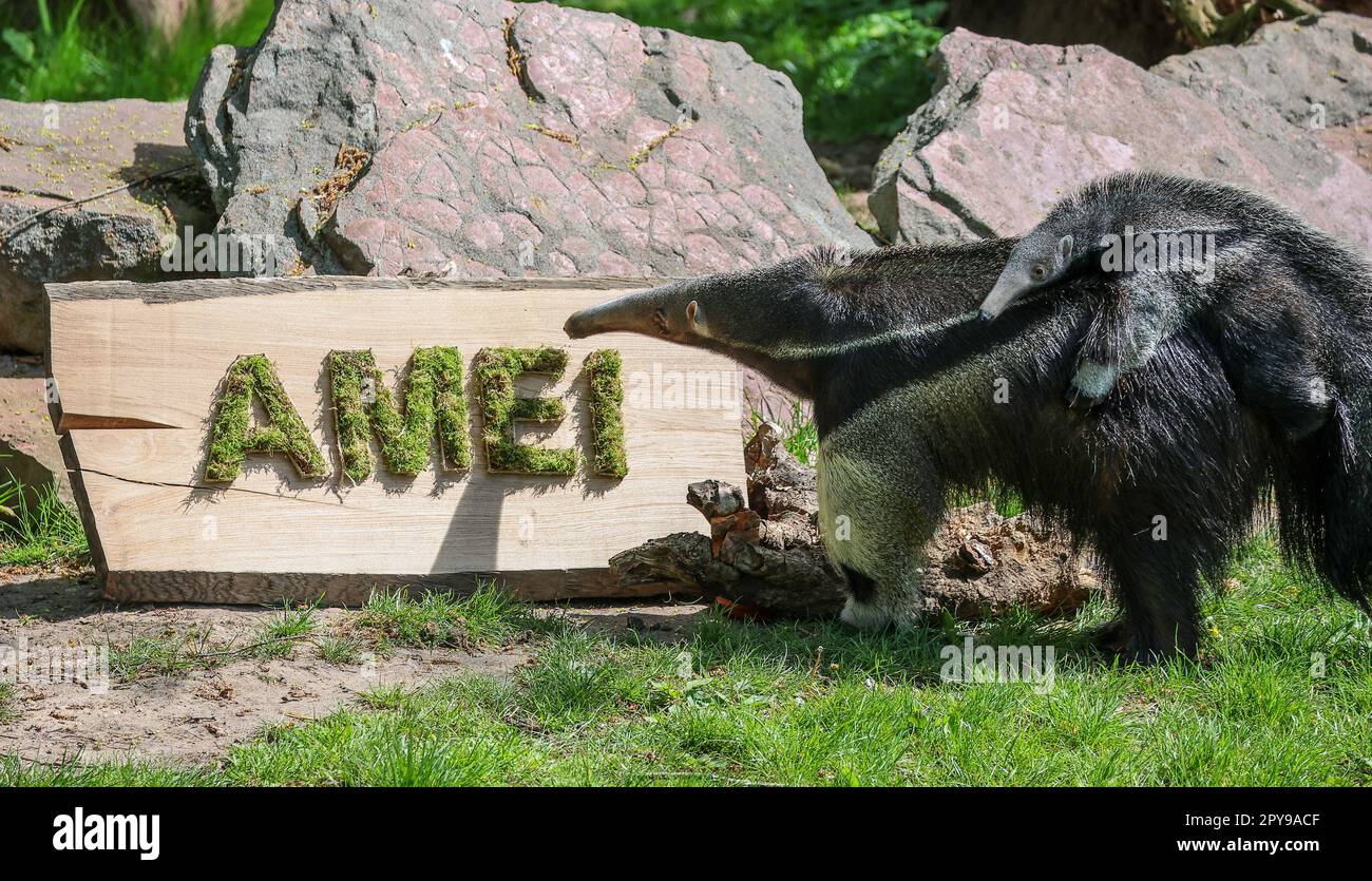 Leipzig, Germany. 03rd May, 2023. Anteater Bardana walks through the ...