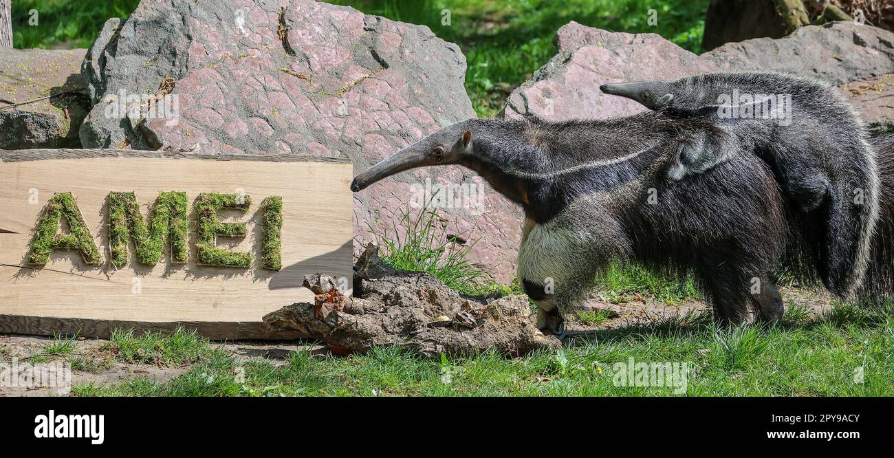 Leipzig, Germany. 03rd May, 2023. Anteater Bardana walks through the ...