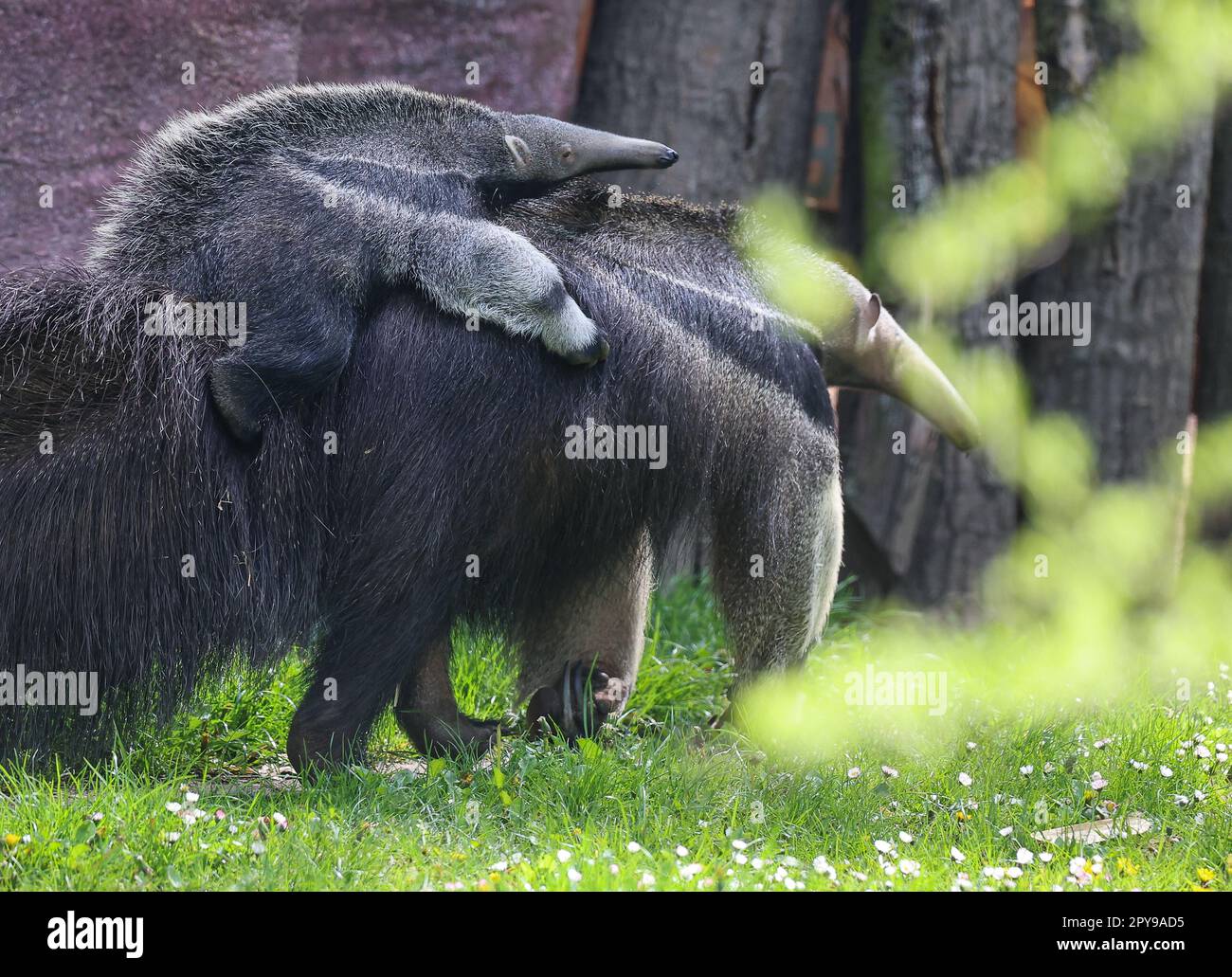 Leipzig, Germany. 03rd May, 2023. Anteater Bardana walks through the ...