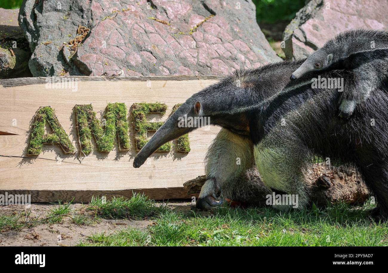 Leipzig, Germany. 03rd May, 2023. Anteater Bardana walks through the ...