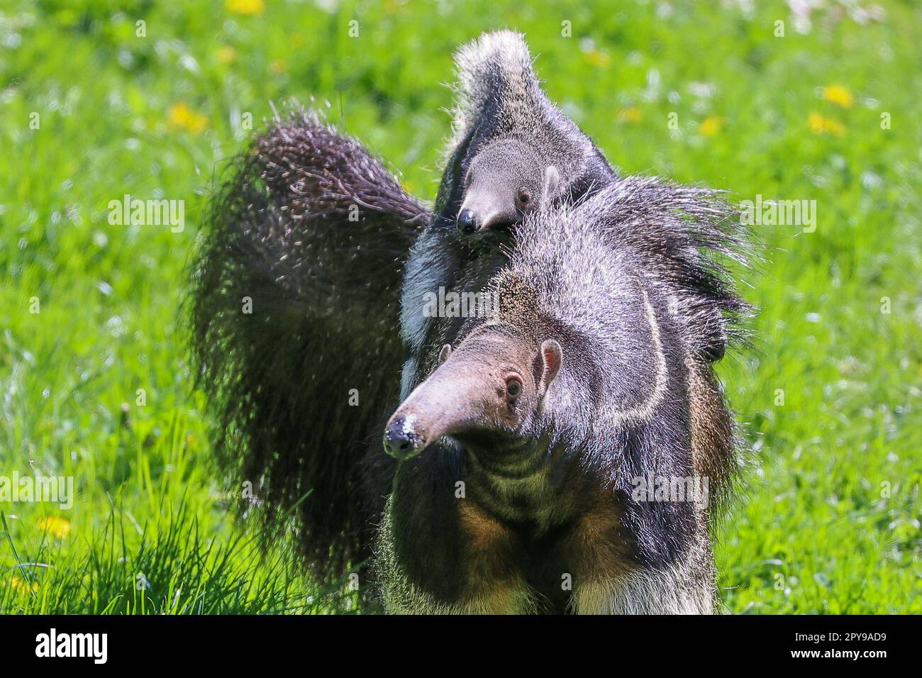 Leipzig, Germany. 03rd May, 2023. Anteater Bardana walks through the ...