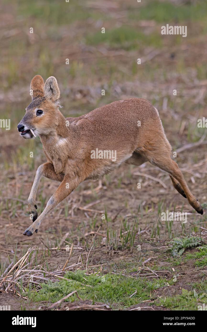 Chinese Water Deer (Hydropotes inermis) male running Cley Norfolk UK GB ...