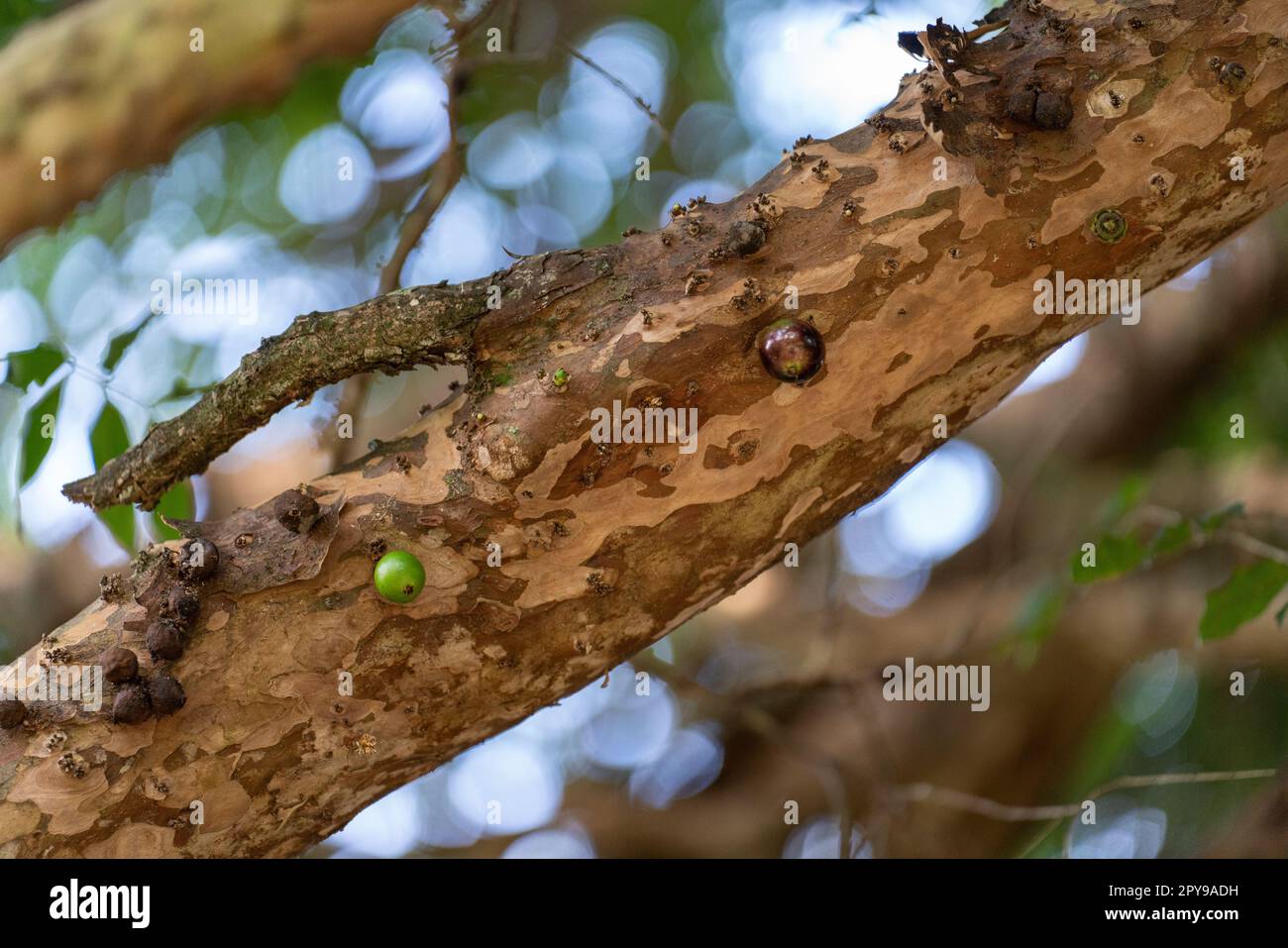 Odd Jabuticaba Tree with Fruits Growing from Trunk Stock Photo - Alamy